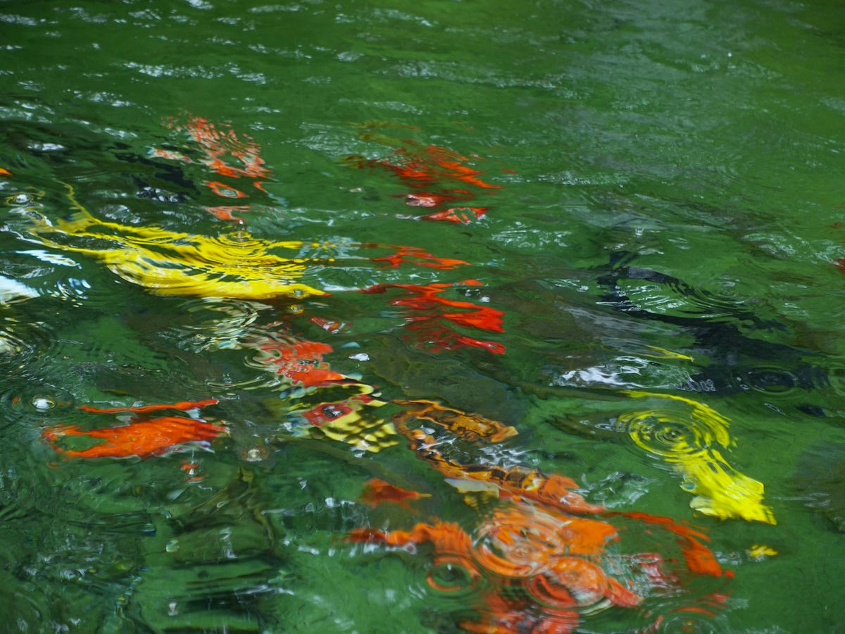 Lluvia de Peces: The Mysterious Fish Rain of Yoro, Honduras | Did You ...
