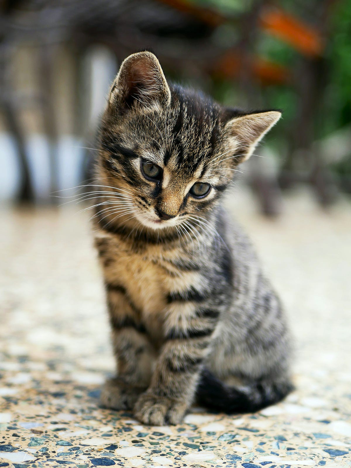 **🌼 The Kitten Who Borrowed Our Hearts | by Preety Sharma | Write A ...