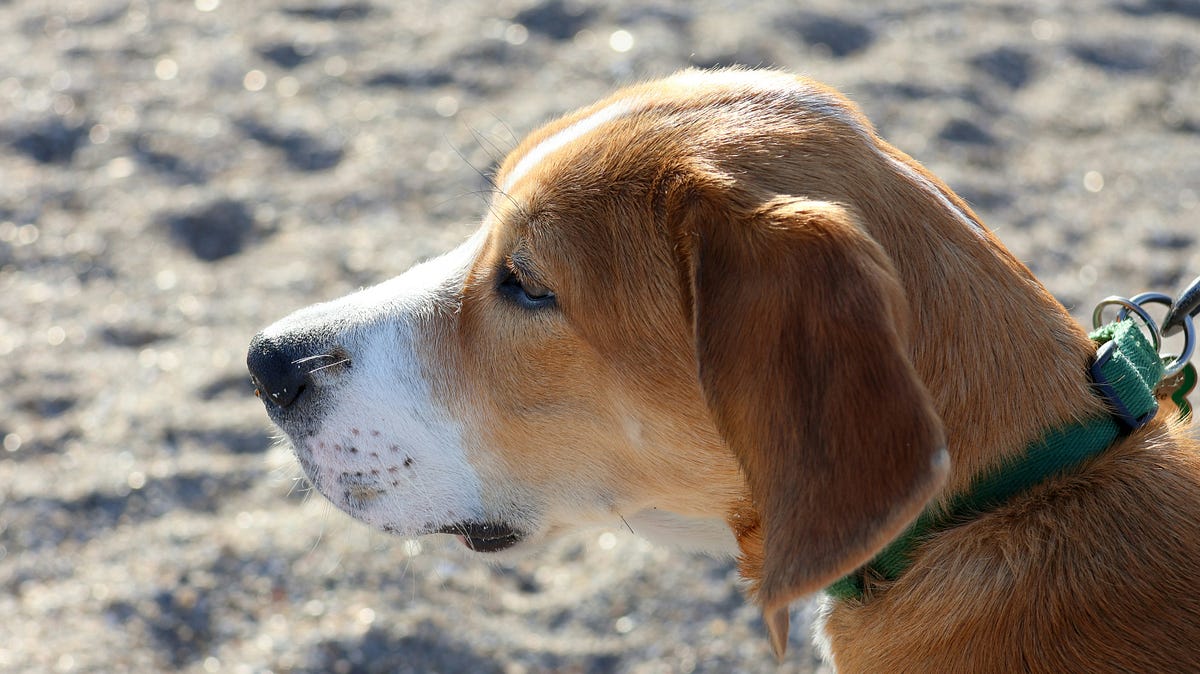 End Animal Cruelty Now. If We Don’t Speak Up For The Voiceless… | by ...