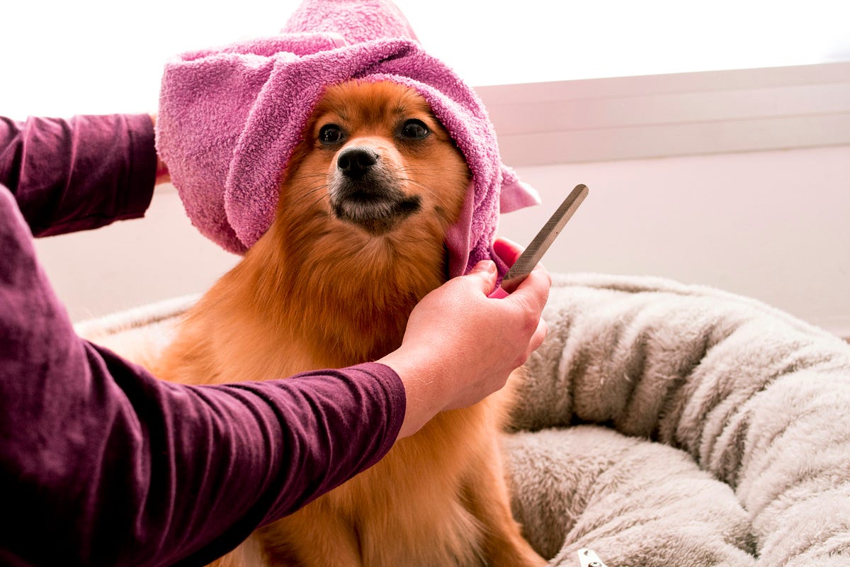 Pet Spa Day at Home: Creating a Luxurious Experience for Your Dog | by ...