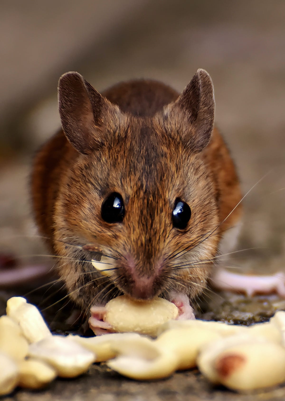 Chinchilla Scaling laws for LLMs. LLM — Chinchilla showed that we need ...