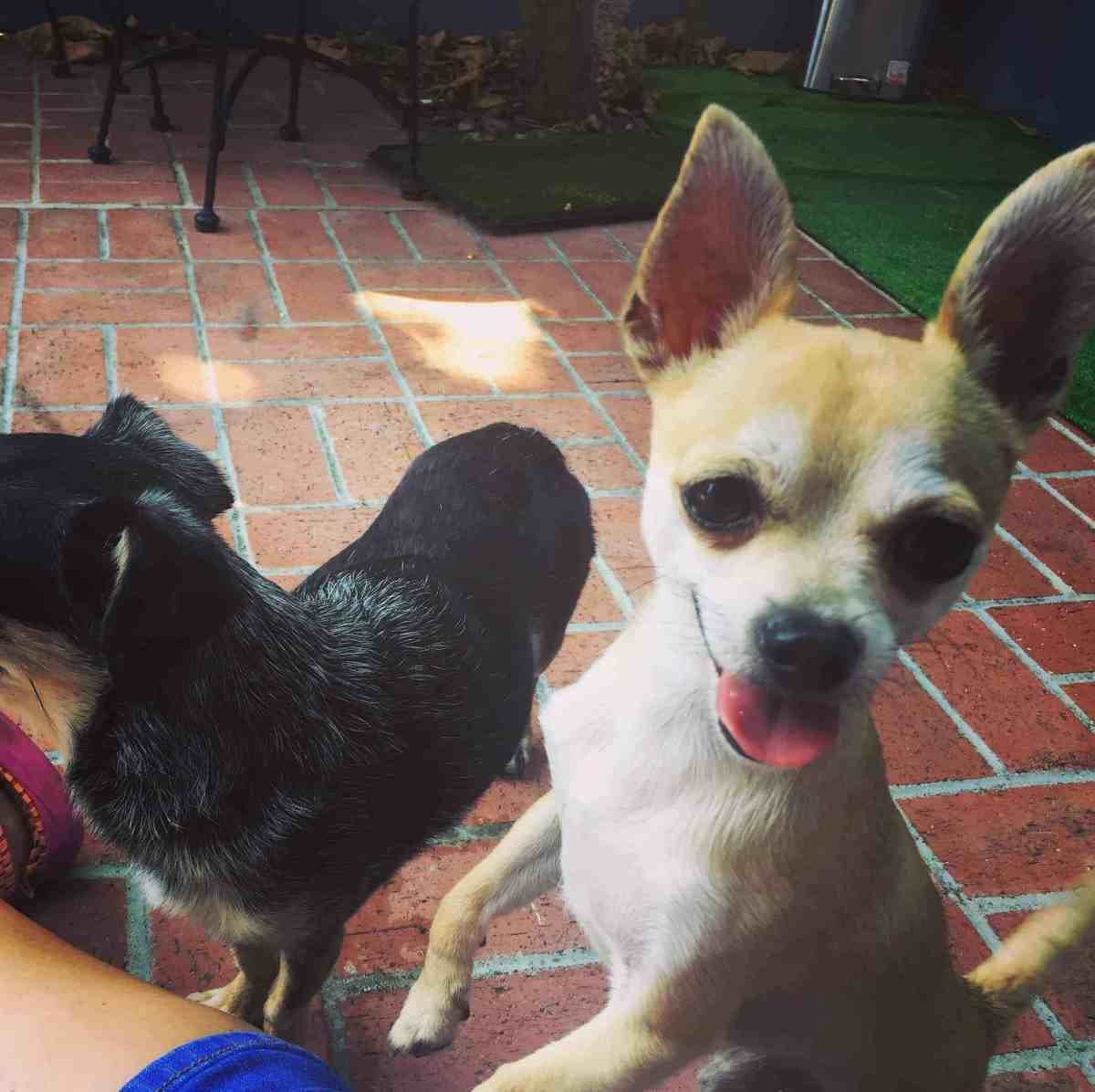 Collapsed Trachea in Dogs, Diagnosis, and Treatment — A Complete ...