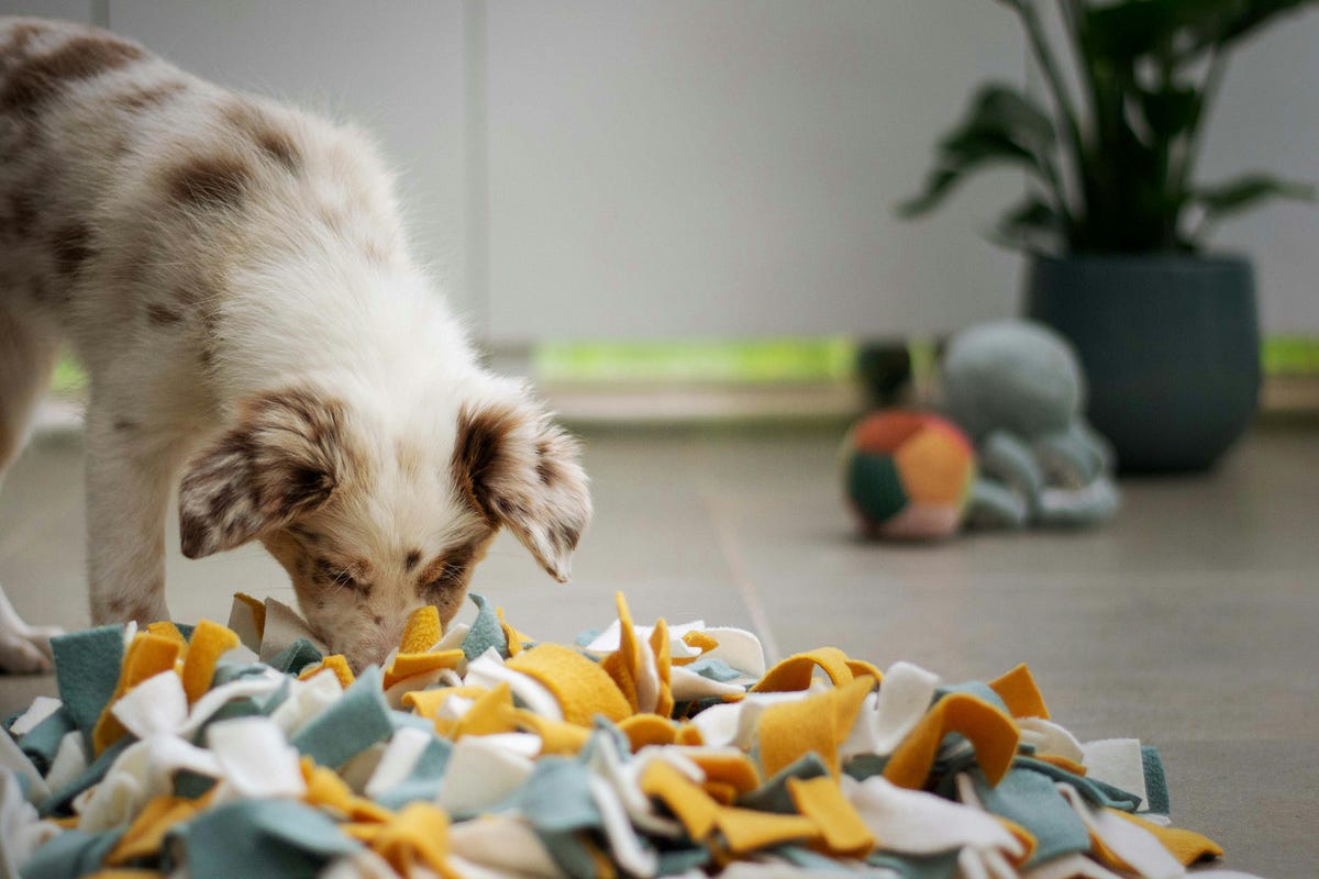 3 Reasons Why Dogs Like “Smelly Things” Why Do They Sniff Such Things ...