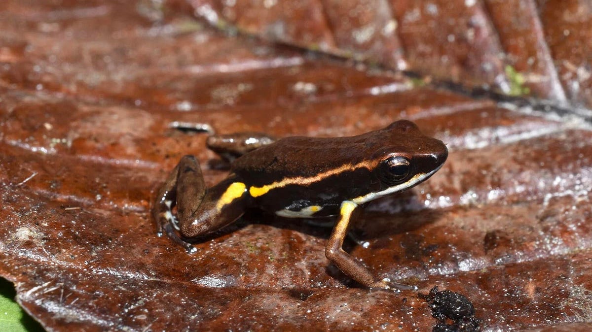 New-To-Science Poison Dart Frog Named to Honor Afro-Colombian Music ...