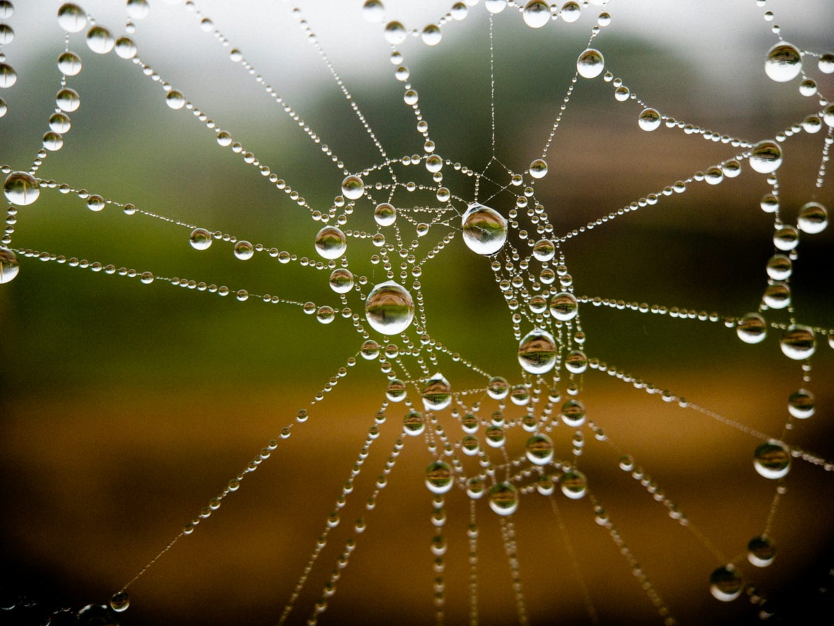 Life Is Like a Delicate Spider Web | by Conni Walkup Hull | The ...
