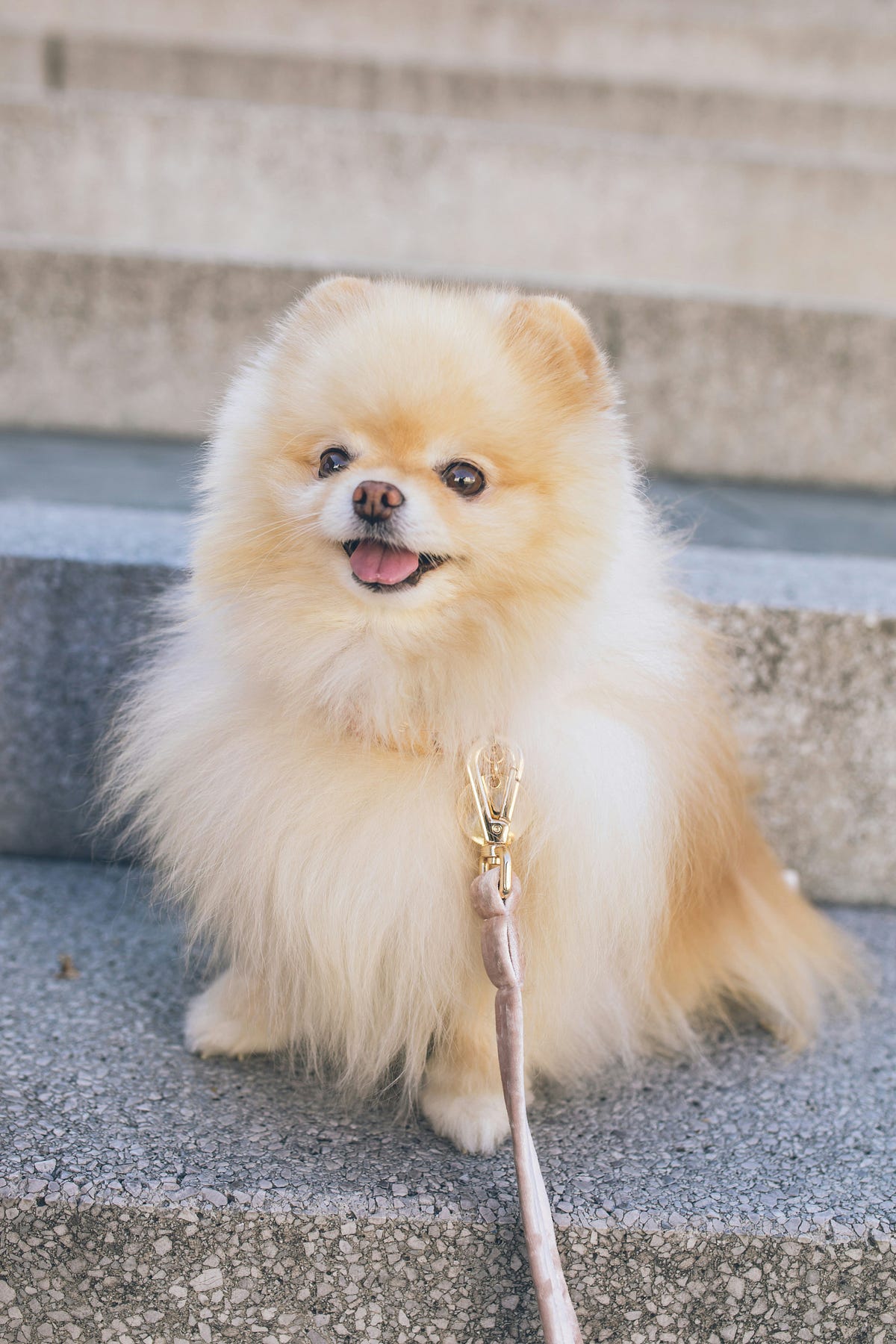 5 Powerful Life Lessons You Could Learn from Your Dog | by Milan Maestro | ILLUMINATION | Nov ...