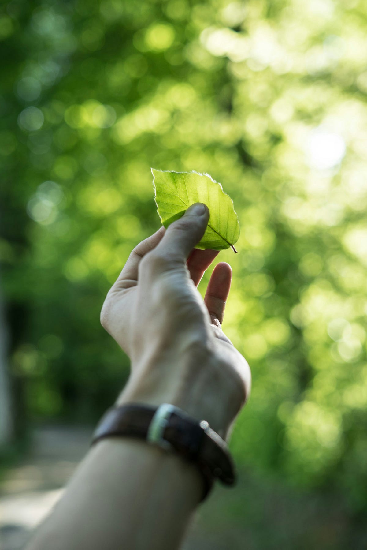 Defining Sustainable Strategies. Creating a Clear Sustainability Lexicon | by Terri Bloore ...