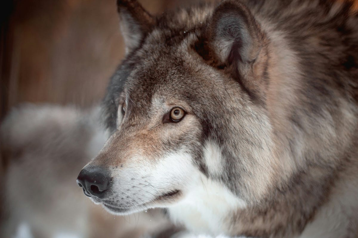 Wolves in North America. Once upon a time, they were here in… | by ...