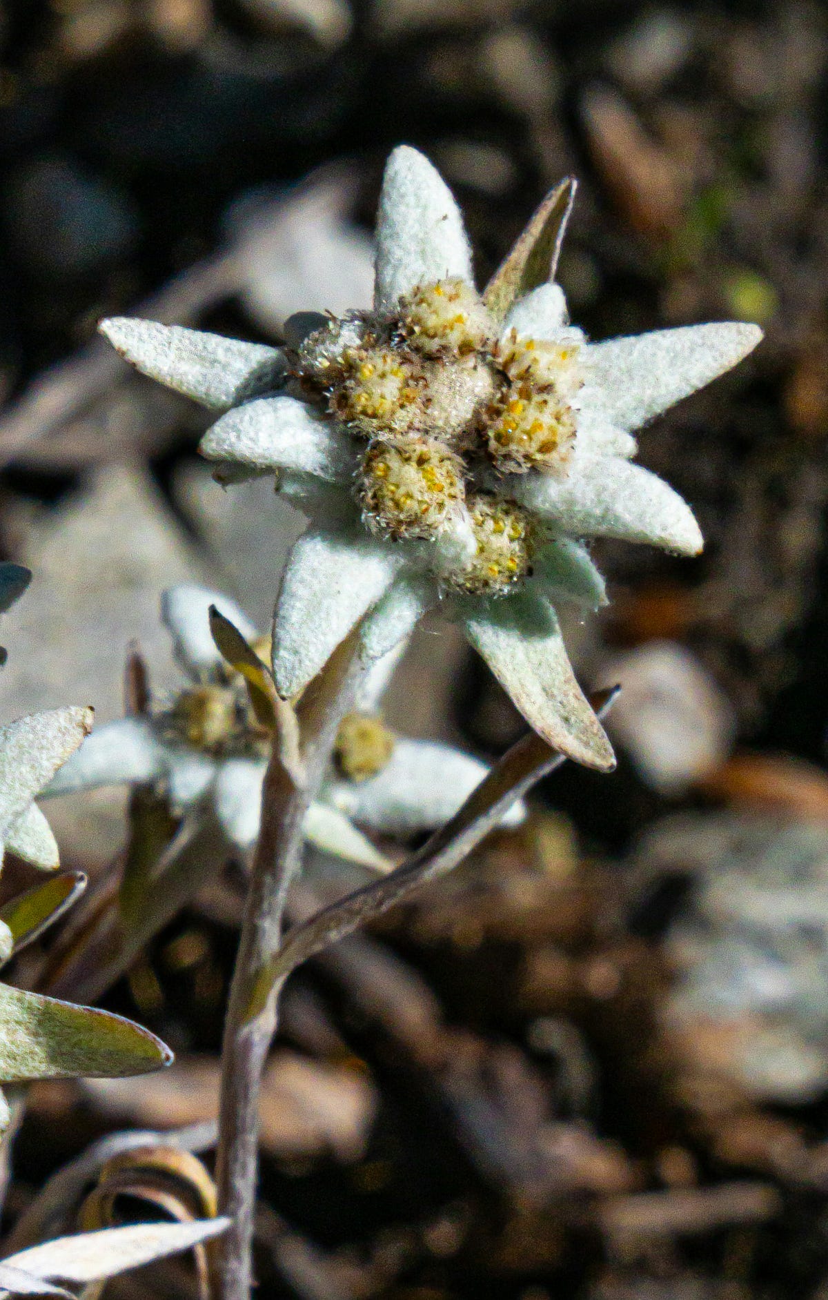 “The Edelweiss Within Me” 🌿. I have been searching for a flower… | by ...