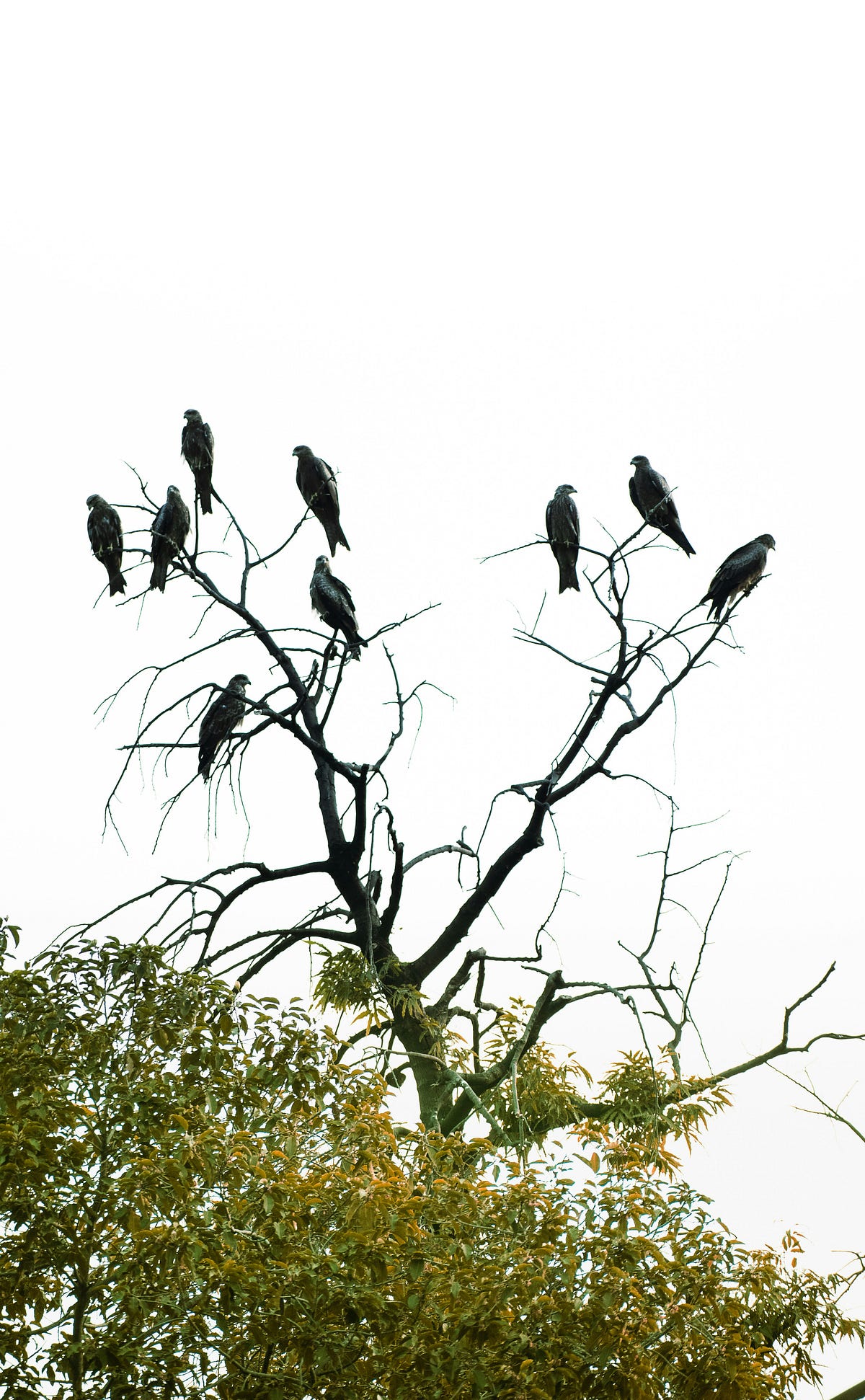 The Crows. A Poem | by Dave Logan | Write Under the Moon | Medium