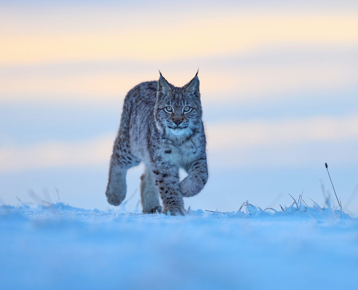 The Rise of Lynx.js: A Newcomer JavaScript Framework Fueling TikTok’s ...