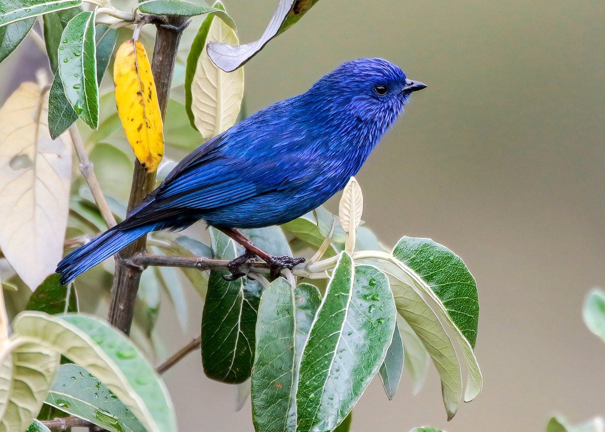 Embark on a Avian Odyssey: Bird Tours in Central Peru | by Birds of ...