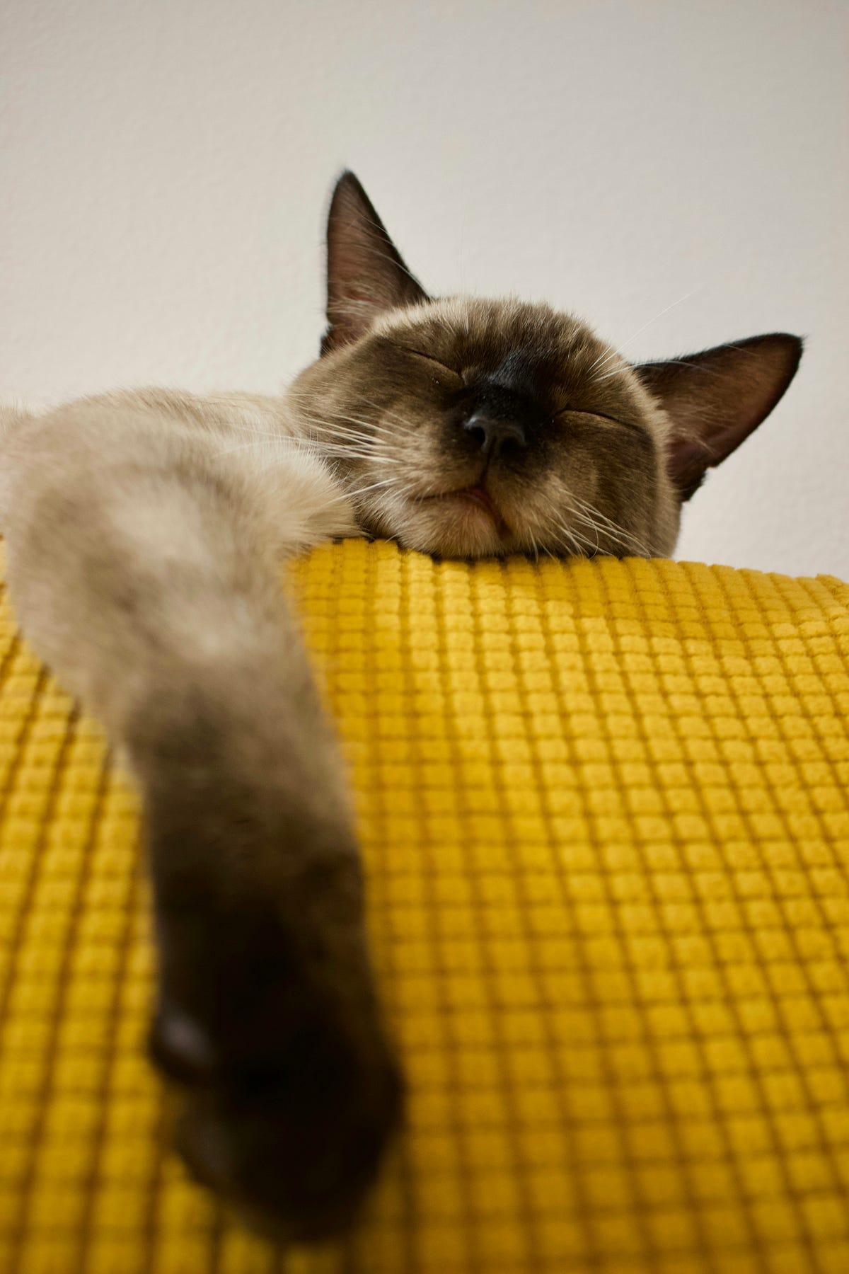 Do Cats Dream?. And if so, what do cats dream about? | by Deborah Barchi | Catness | Apr, 2025 ...