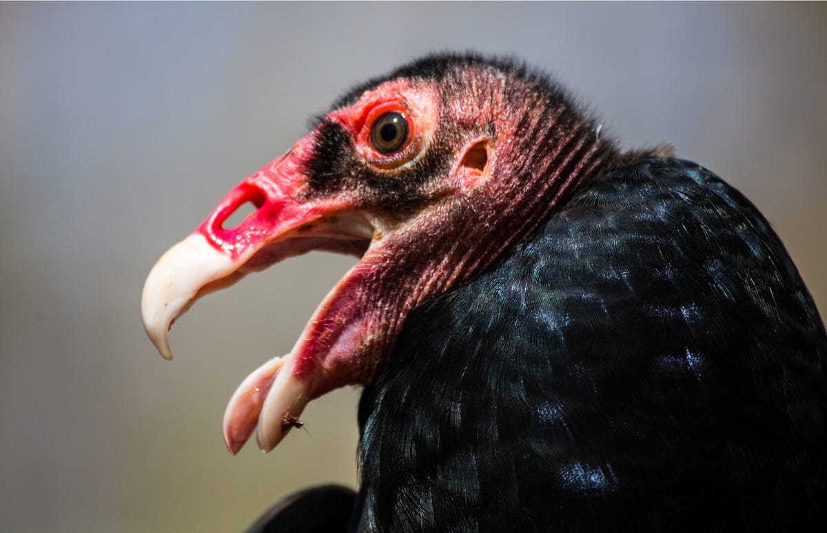 The most terrifying birds in the world | by The b | The b | Medium