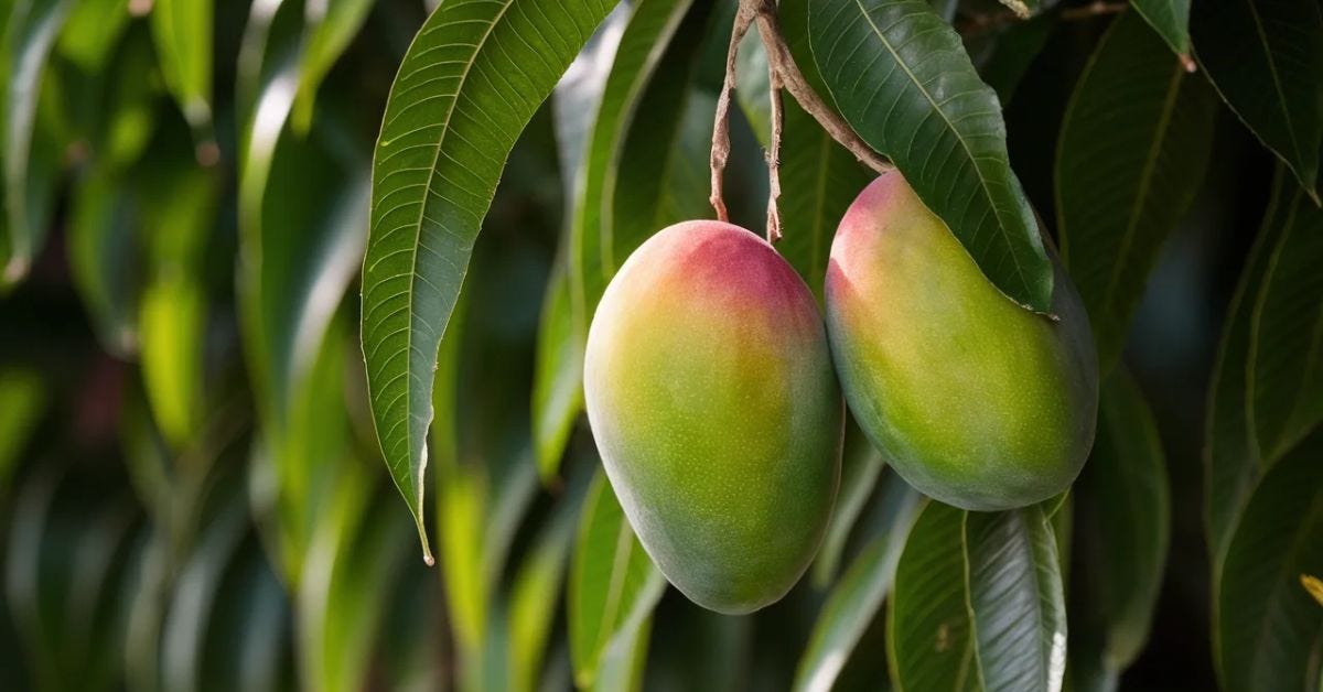 Why Mangoes Grown In Pakistan Are Popular Across The World By Abdul Hanan Rauf May 2024