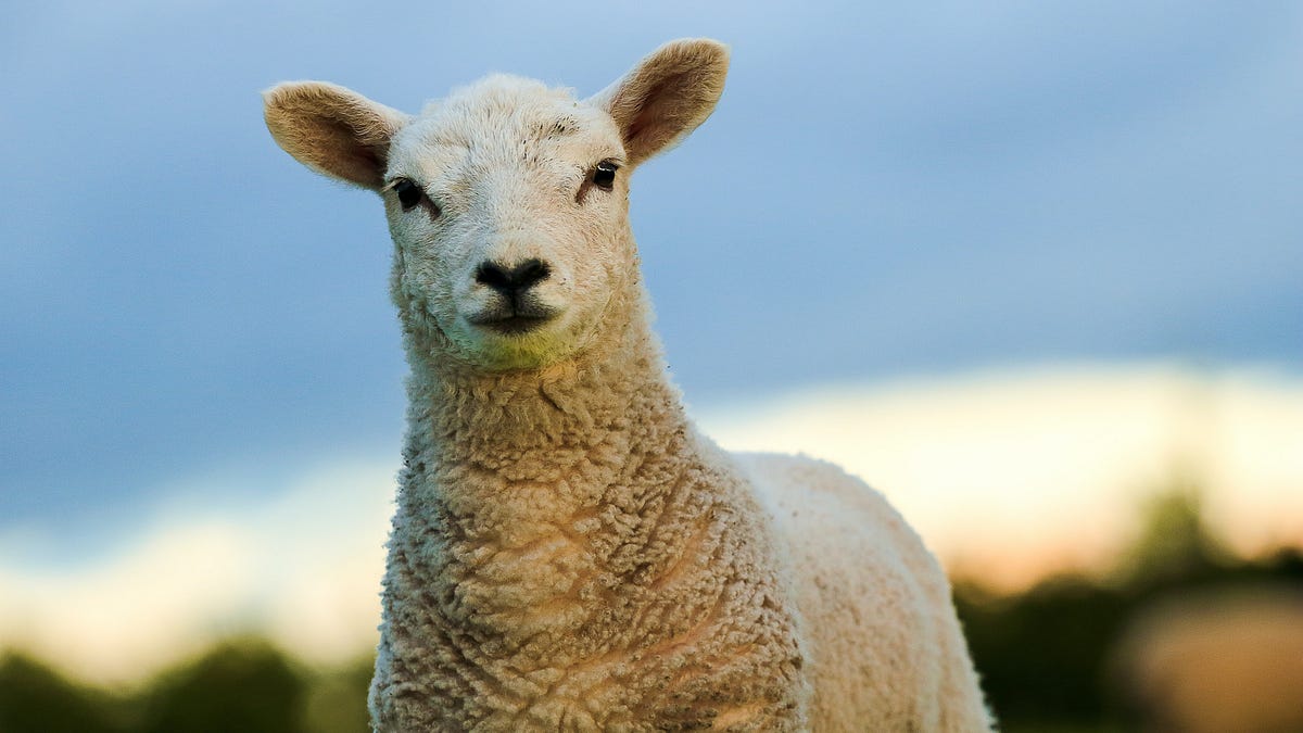 Sacrificial Lambs, Part 2. Sacrificial Lambs, part 2, as taken… | by ...
