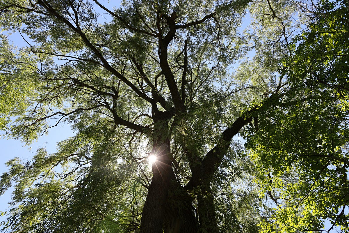 Trees Don’t Send Notifications — And That’s the Lessons | by Sam | Sep ...