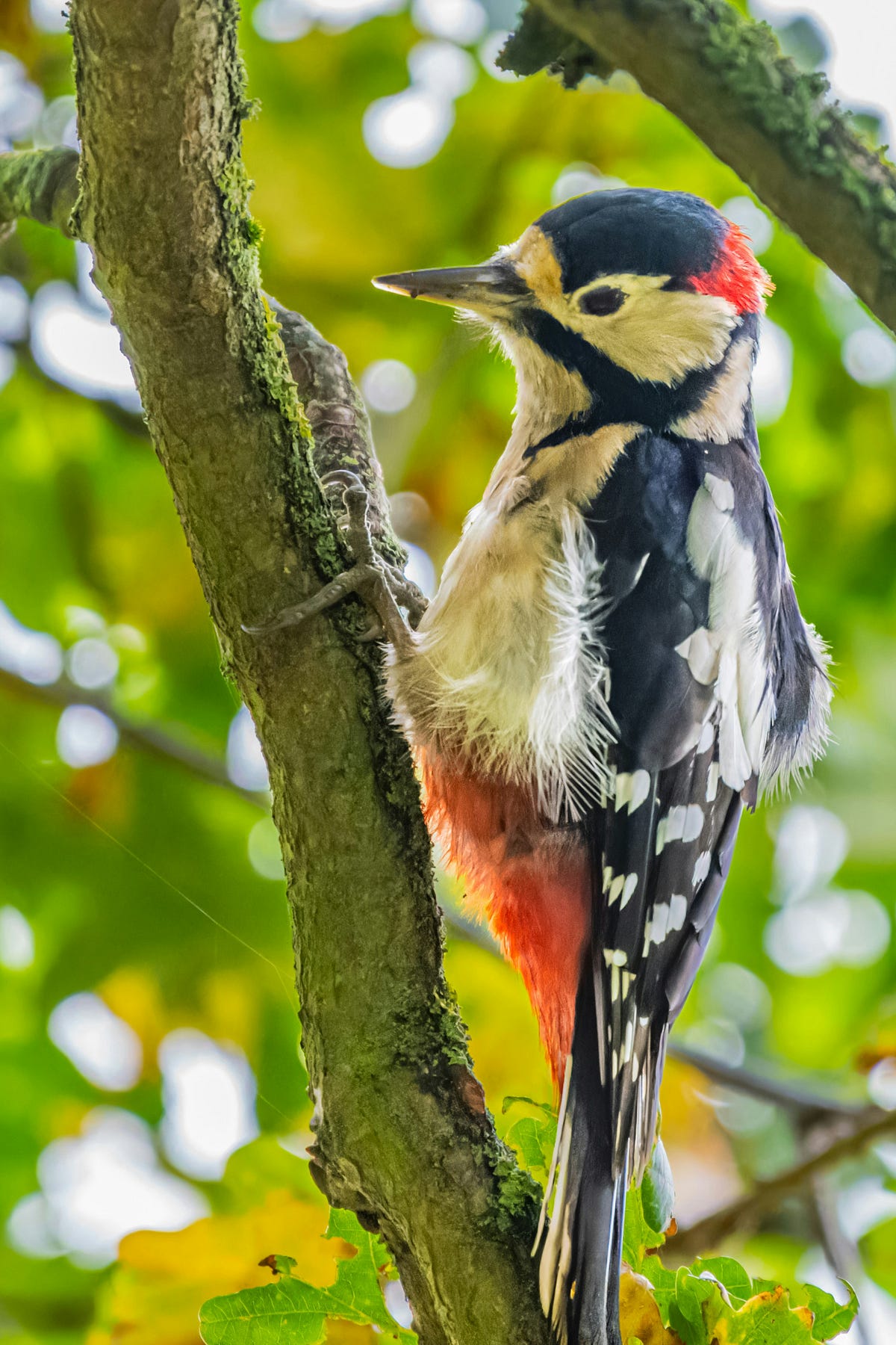 The Woodpecker and a Taurus Full Moon | by The Mindful Muse | Nov, 2024 | Medium