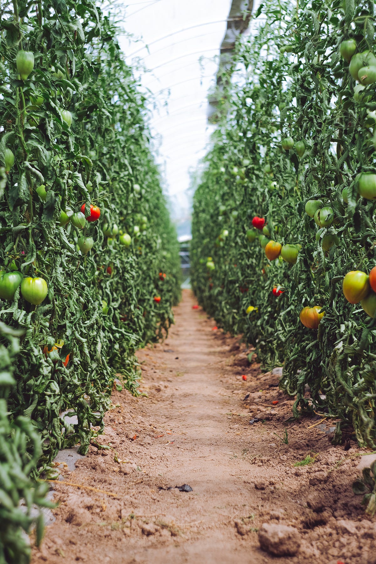 From Obscurity to Excellence: Unraveling the Mysteries of Forgotten Tomato Types | by obinna ...