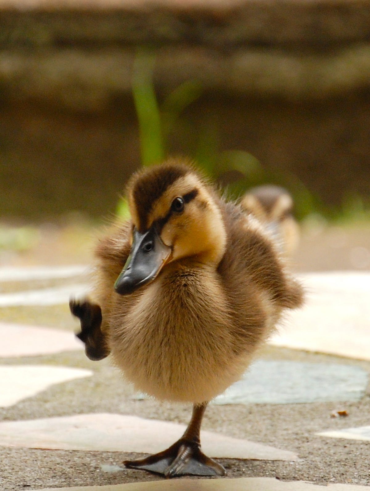Duckdb And Readcsv Attempts To Streamlining Csv Data Recognition 🔎 By Manoj Das Medium