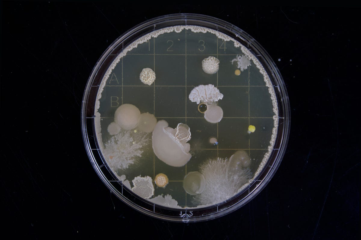 Building Your Own Plasmid. Recombinant DNA has been one of the… | by ...