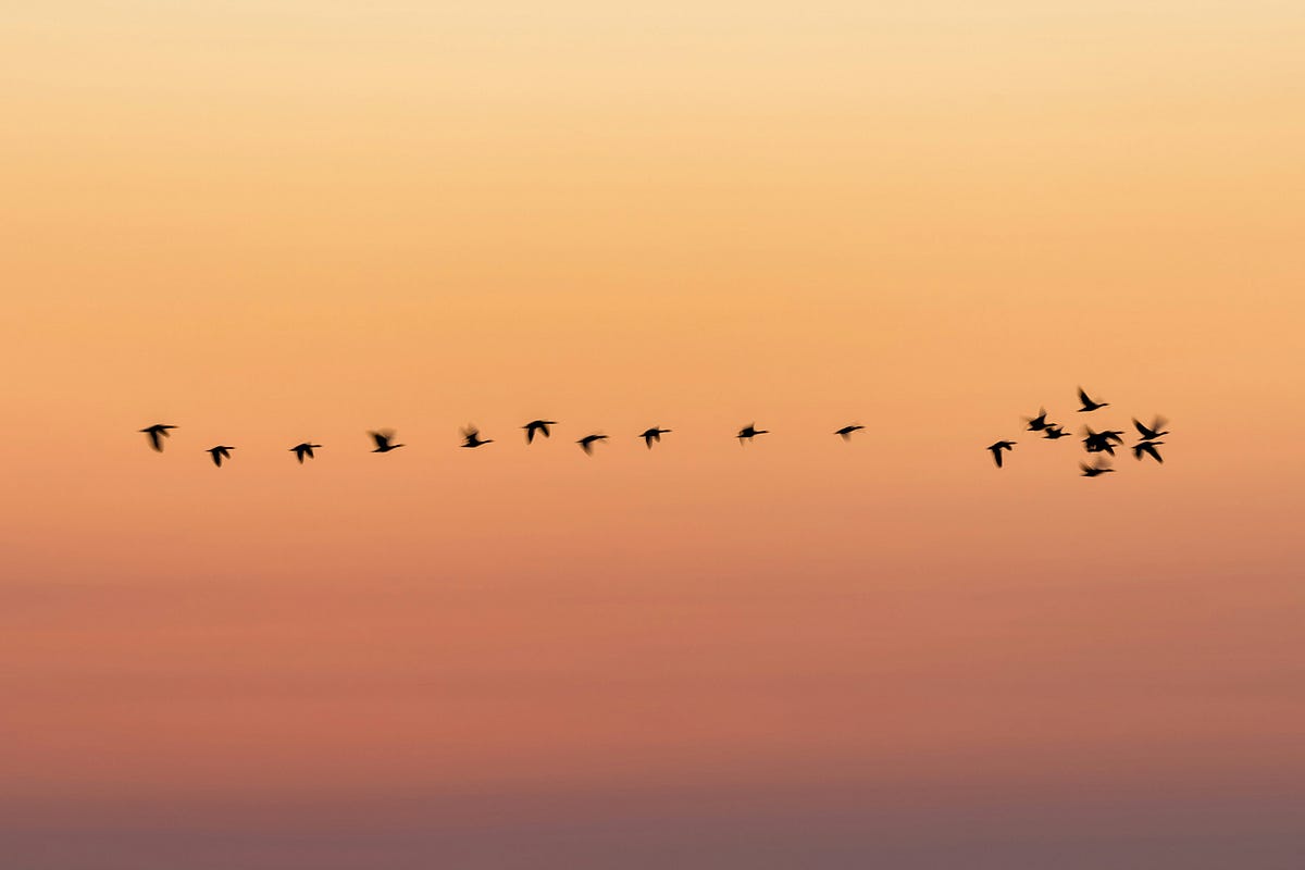 Migrating to MVVM from BLoC in Flutter: A step-by-step guide | by Raúl ...