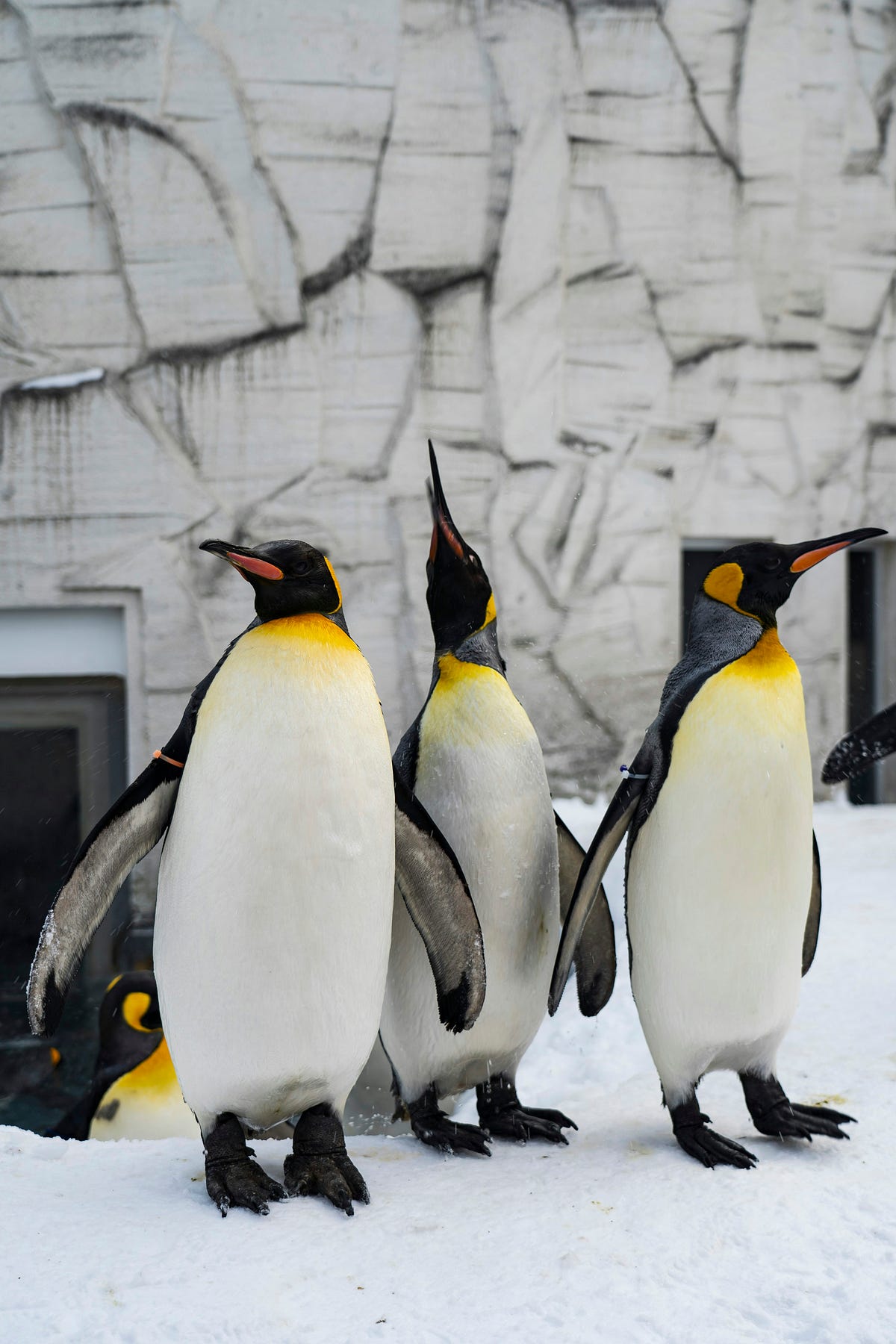 Penguins Cannot Fly - The Lark - Medium