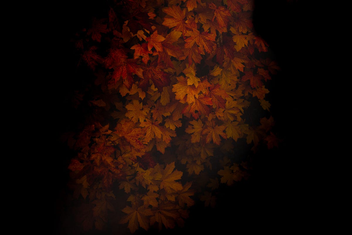 November fall. November fall | by Sergey Donskikh | Scuzzbucket | Medium