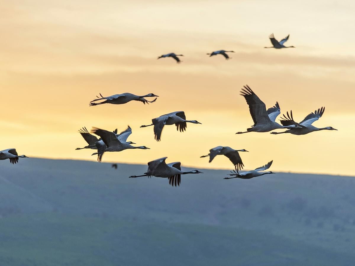The Fascinating Habits of Migratory Animals and Their Adjustments to ...