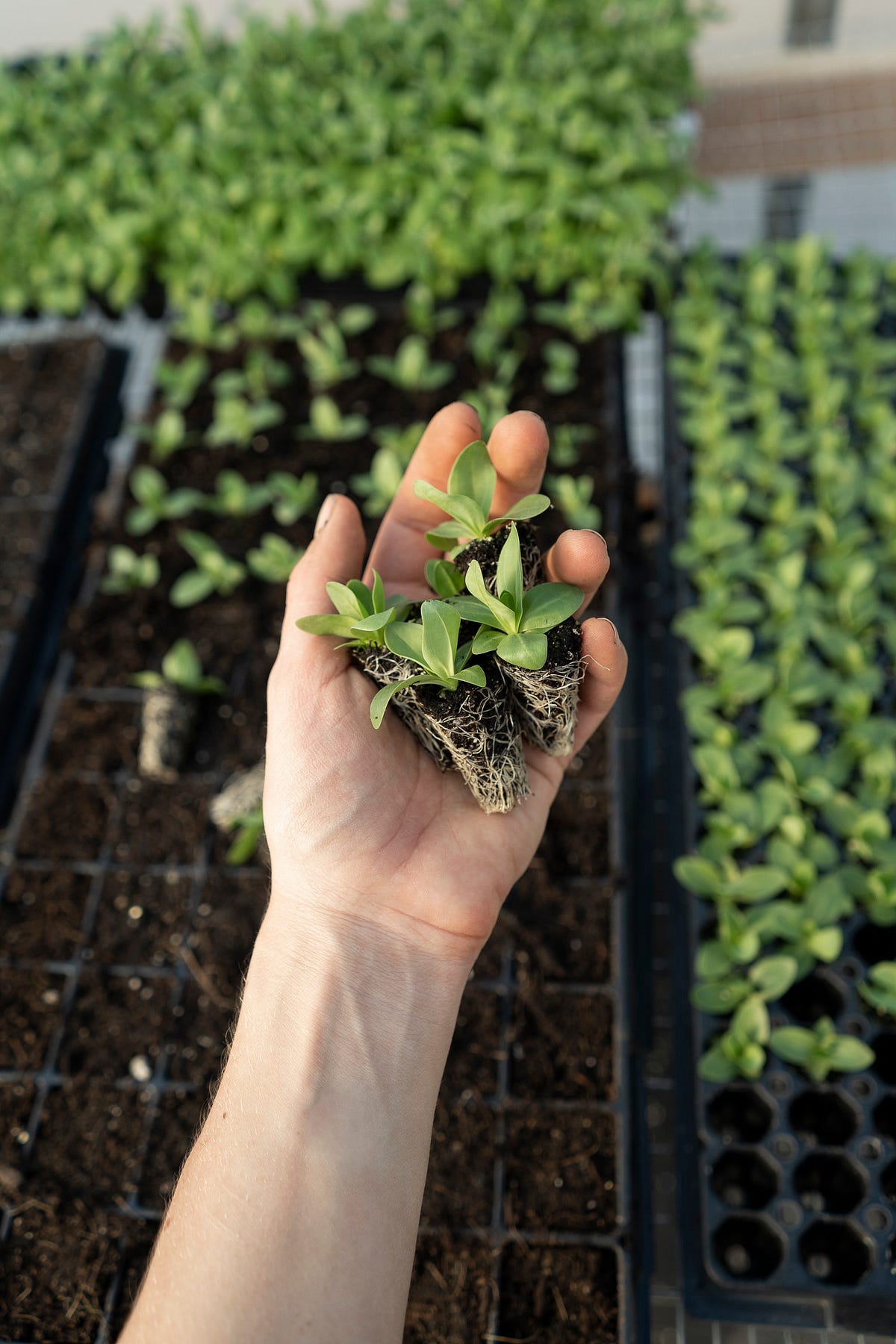 Talk about E-Farming. Photo by Zoe Schaeffer on… | by Dwi Yooka | Medium