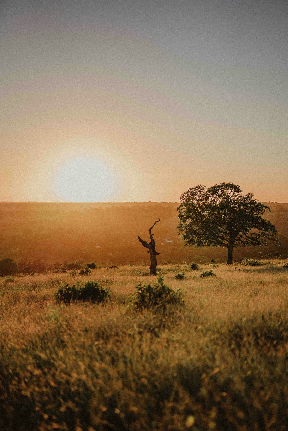 Shine. Shine, rising sun upon these steps I… | by Tom Sims , Cultivator ...