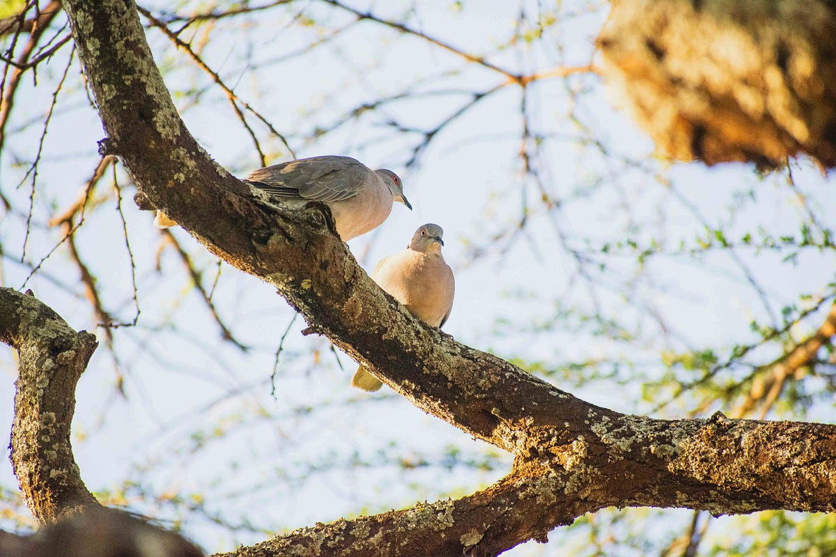 Twin Flames’ Love Doves.. Turtledoves and sparrows. | by The Starholder | KOSMiiC Enlightenment ...