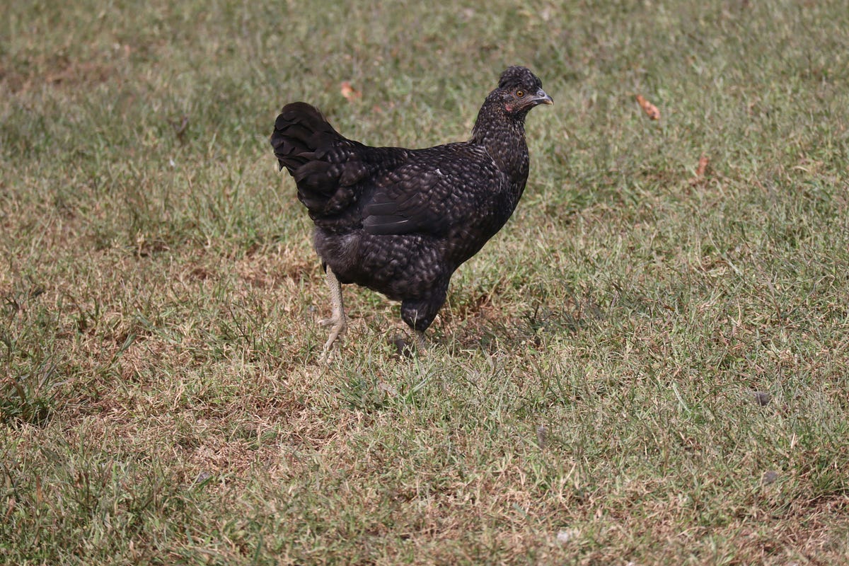 Things You Will Need To Start Raising Chickens | by Kasey Hope Martin ...