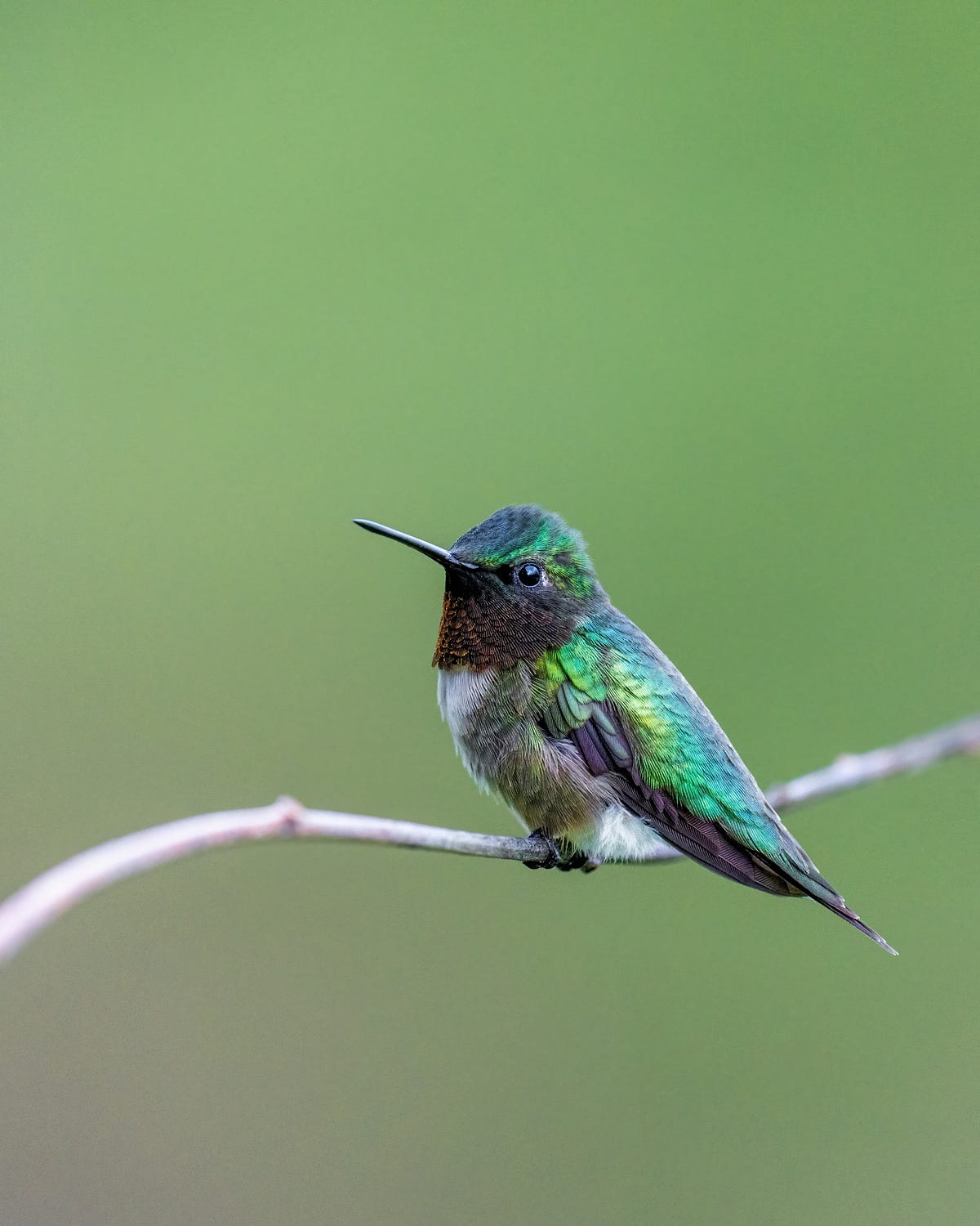 Back From Costa Rica, It’s Amazing And Distressing | by Christyl Rivers, Phd. | Roaring Rivers ...