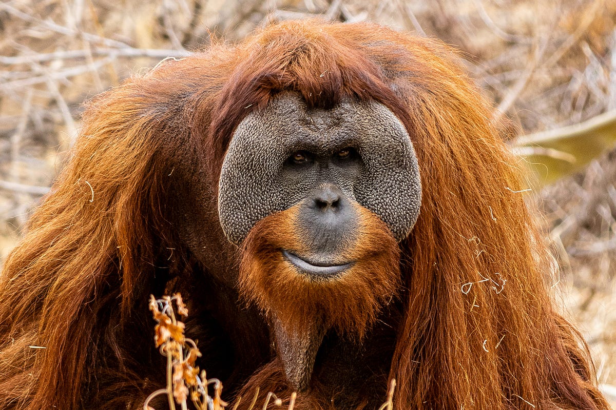 Borneo a smiling man a dinner and orangatangs - Avigail - Medium