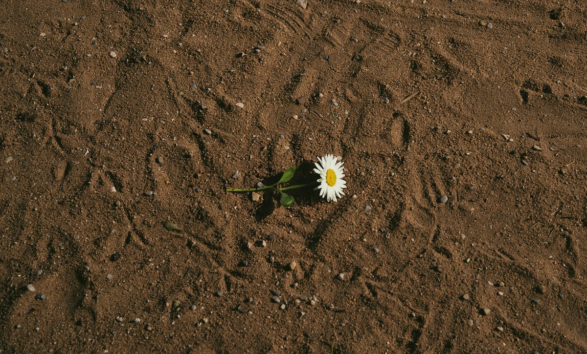 The Art of Coming Back to Yourself | by The Perseverance | Aug, 2025 | Medium