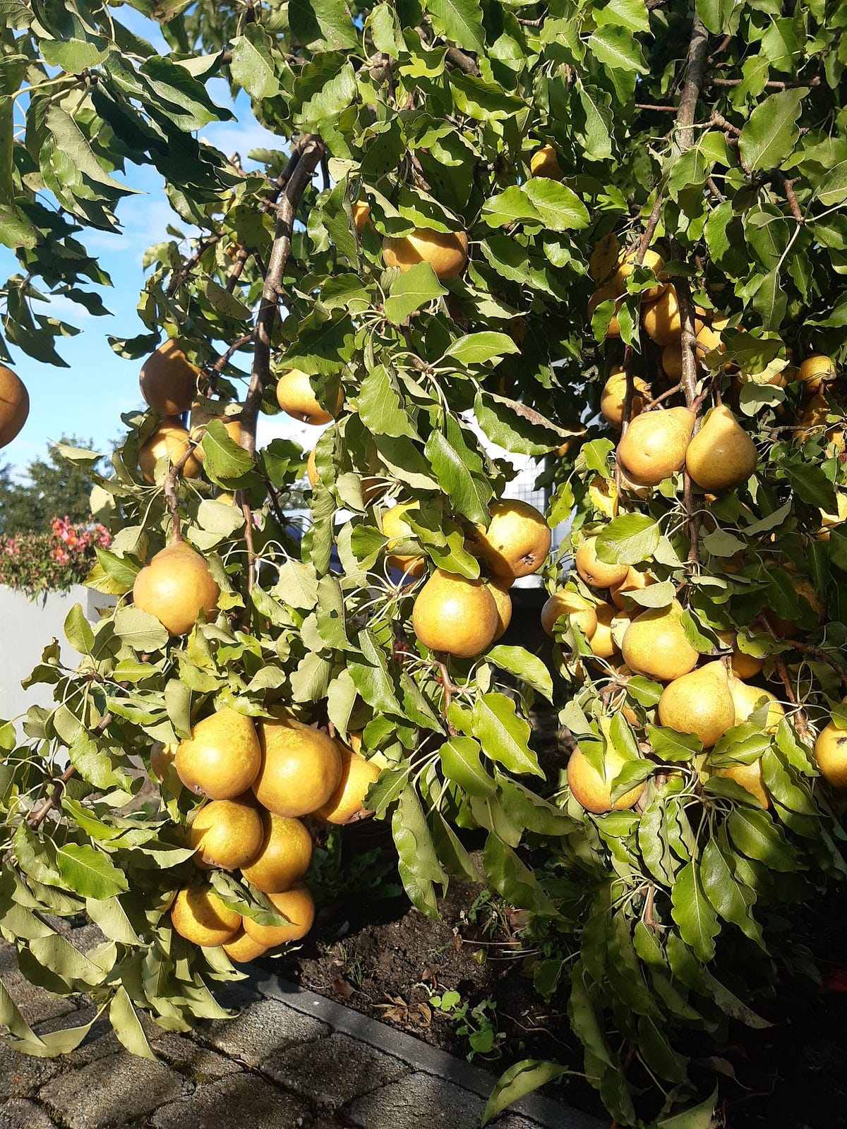 Bountiful stoofperen. We have a small pear tree in our… | by Jeff ...