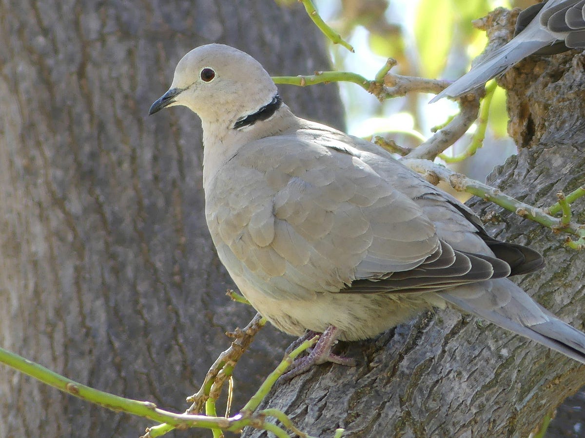 A 330-word Biography of the Eurasian Collared Dove | by Sam Sharp ...