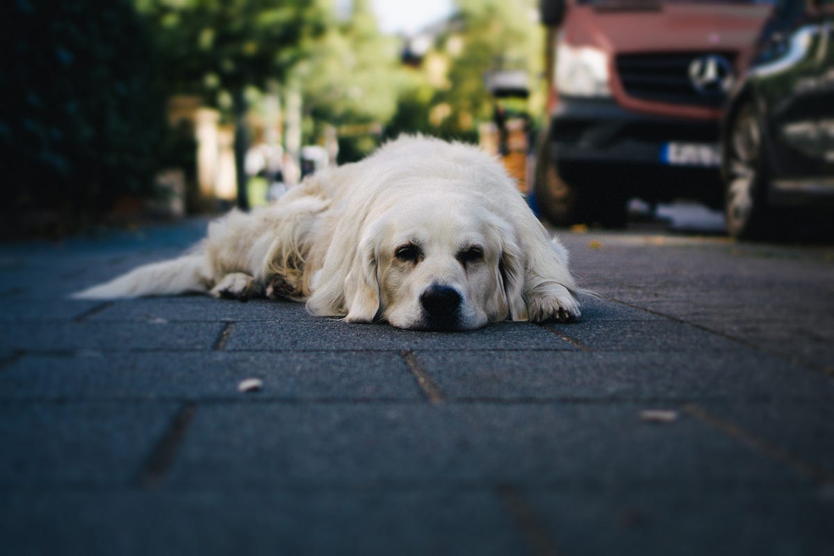 Initialize Rust Constants At Runtime With Lazystatic By Nicholas Obert Towards Data Science 2261