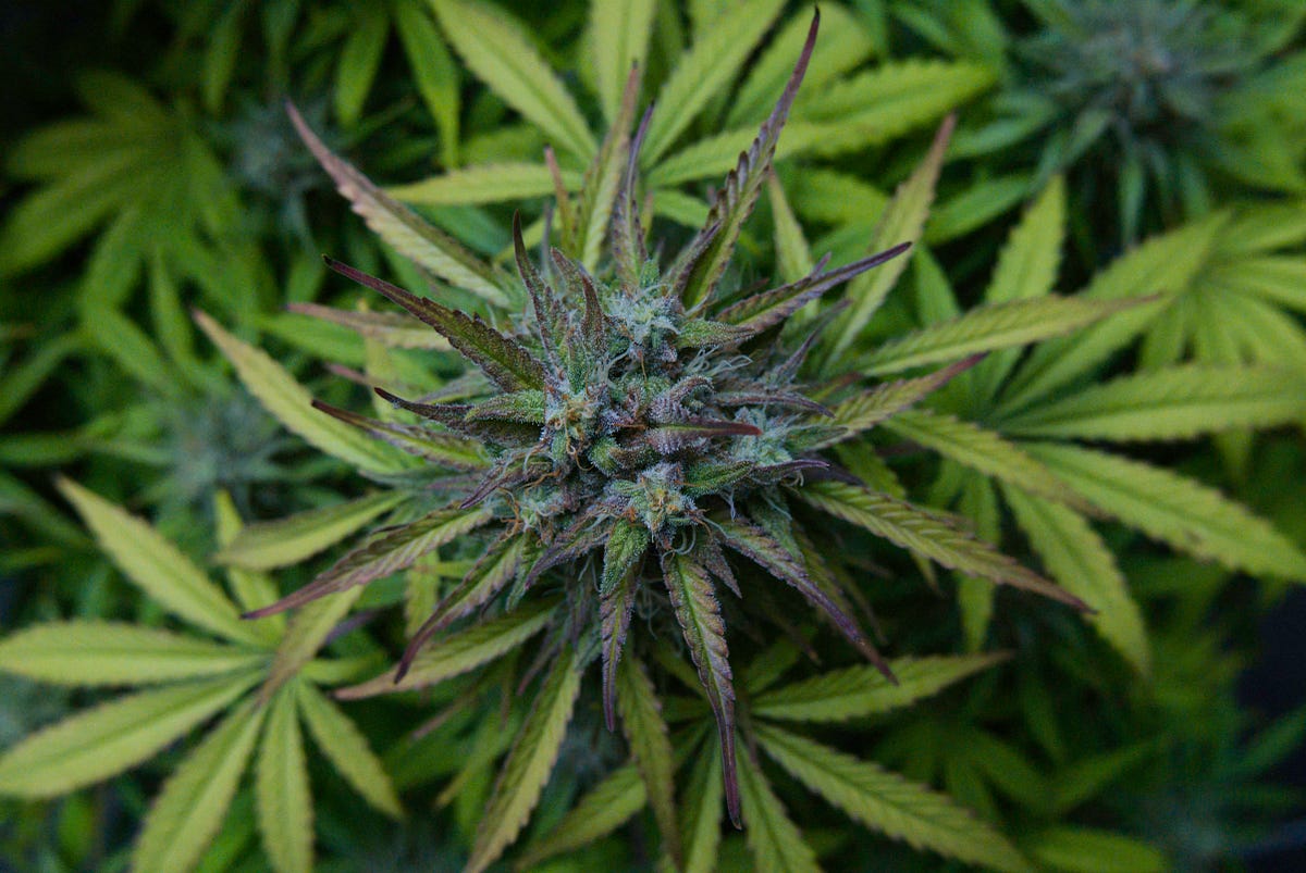 Detecting Plant Weeds with CNN Models: A Deep Dive into ResNet and ...