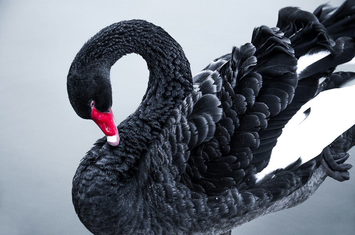 Review: 'The Black Swan' by Nassim Nicholas Taleb | Medium