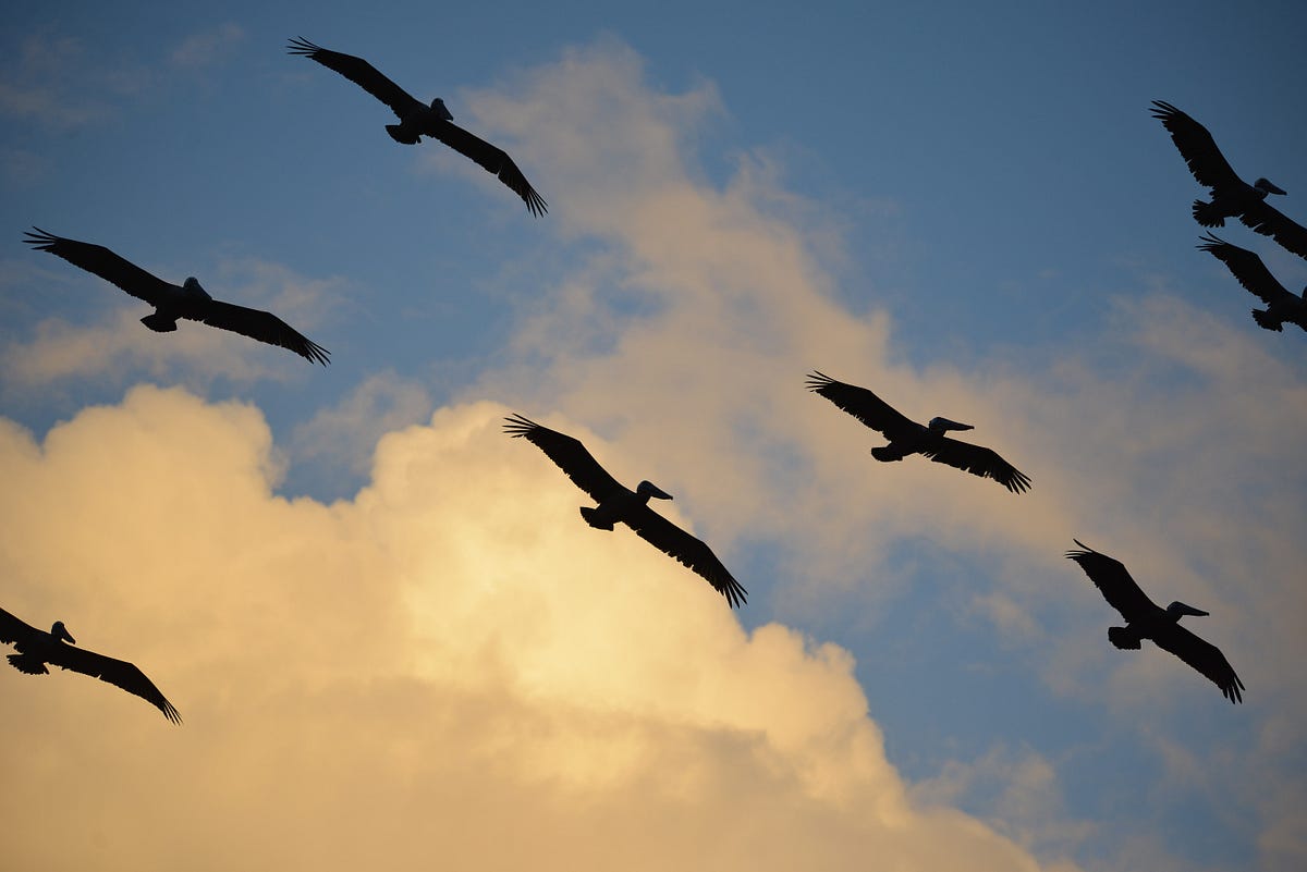 Why Not Try a Little Kindness and Self-Compassion to Watch Your Confidence Soar? | by Diana ...