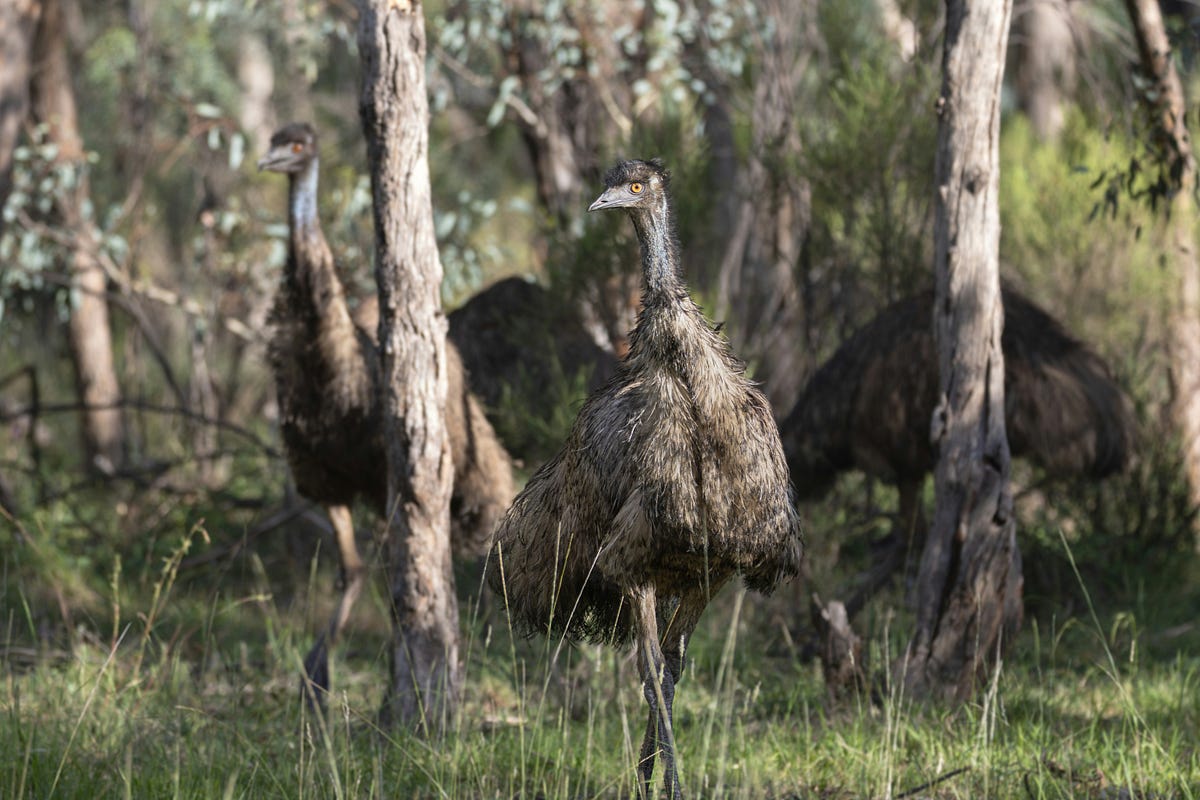 Emus- The Other Side of the Australian Emblem | by Calvin London ...