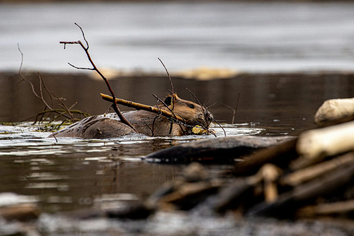 Well Aren’t You Just a Happy Little Beaver Chewing on a Tree Limb | by ...