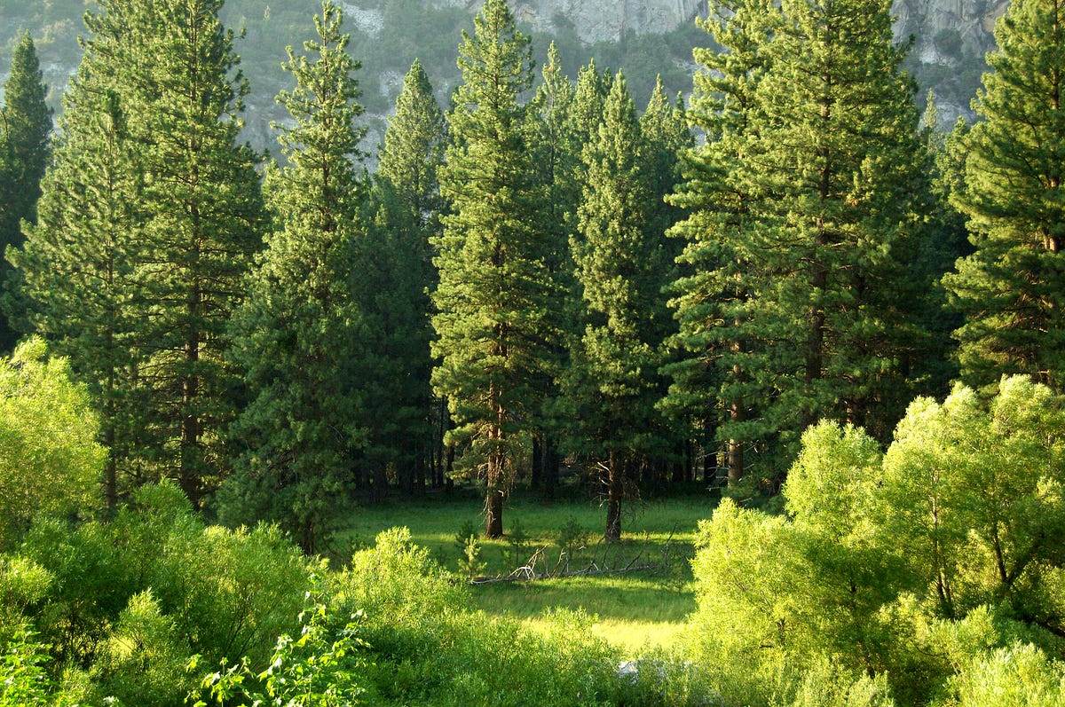 How vital trees are for the planet’s survival and what difficulties ...