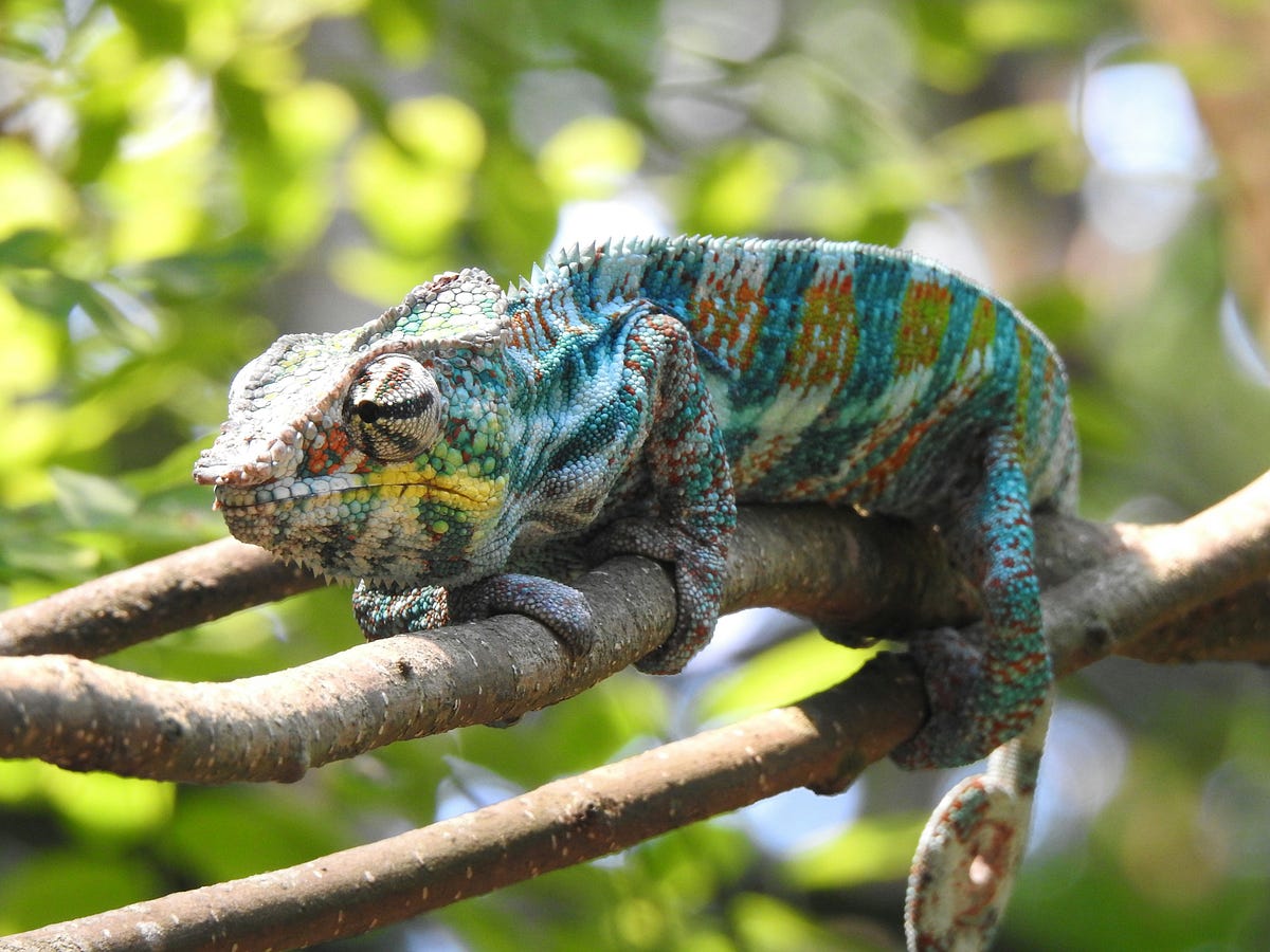 Human Chameleons. Think about this: No one truly knows… | by BJ Stone ...