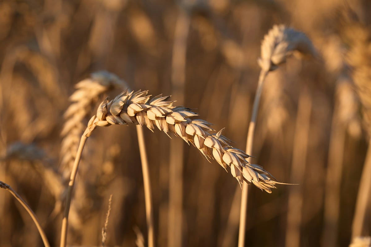 A Loaf of Bread, and the (Fragile) Supply Chain Behind It | by Angus ...