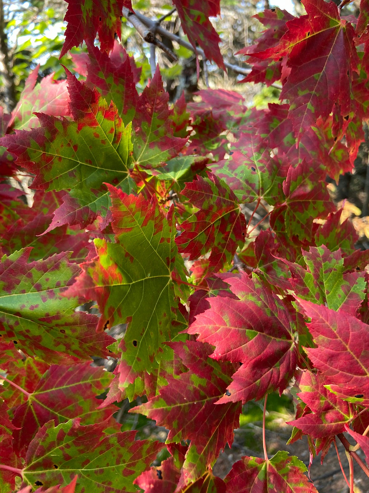 Snake skin - Dear Humanity— Love, Zahra - Medium