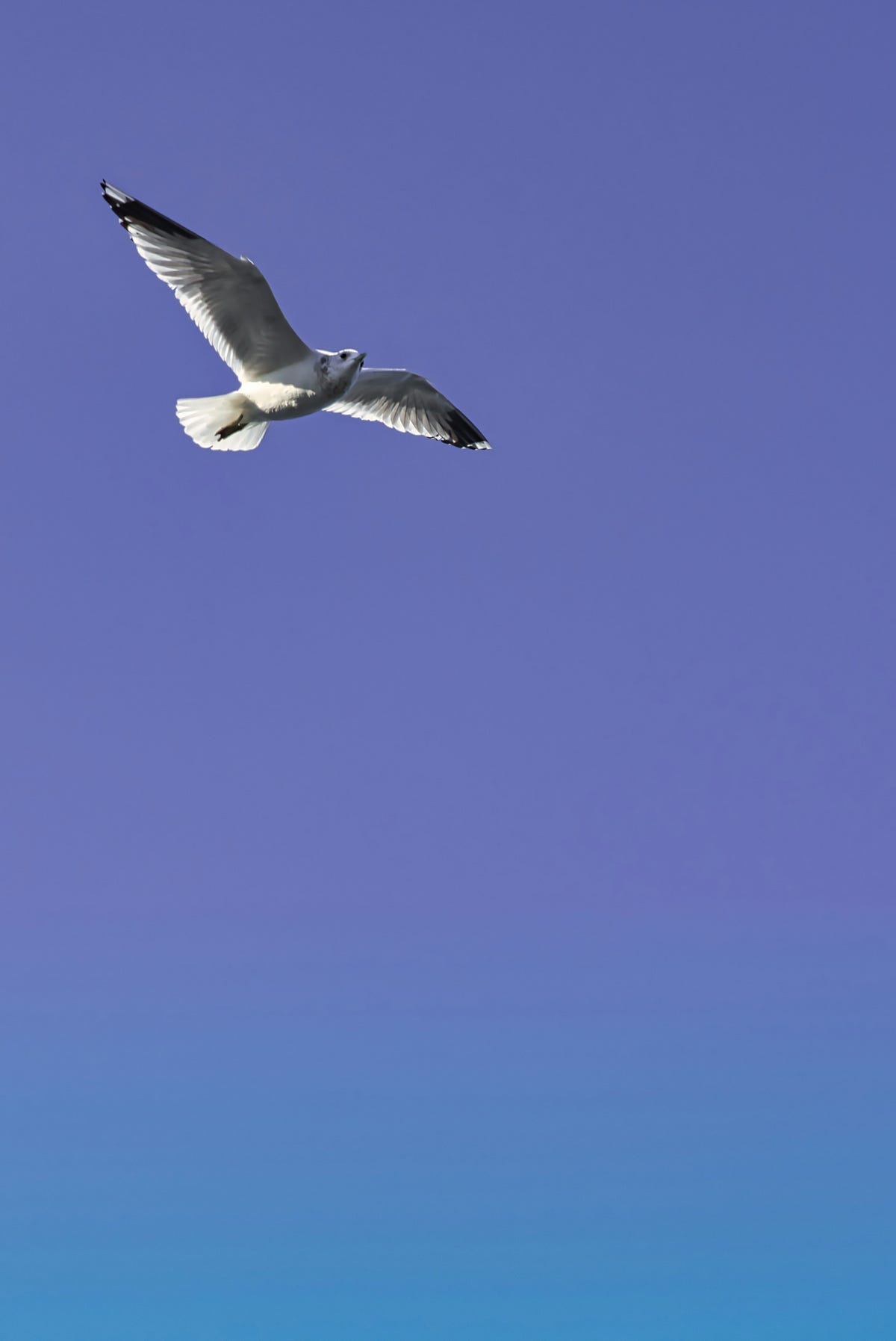 Breathing like Jonathan Livingstone Seagull! Yet staying grounded… | by ...