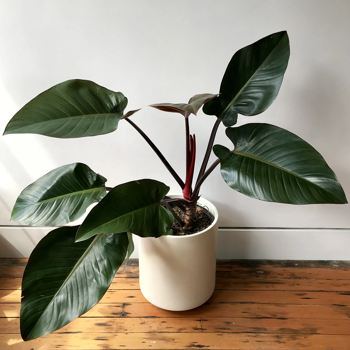 How Do I Take Care of My Congo. I am a proud parent of Philodendron ...